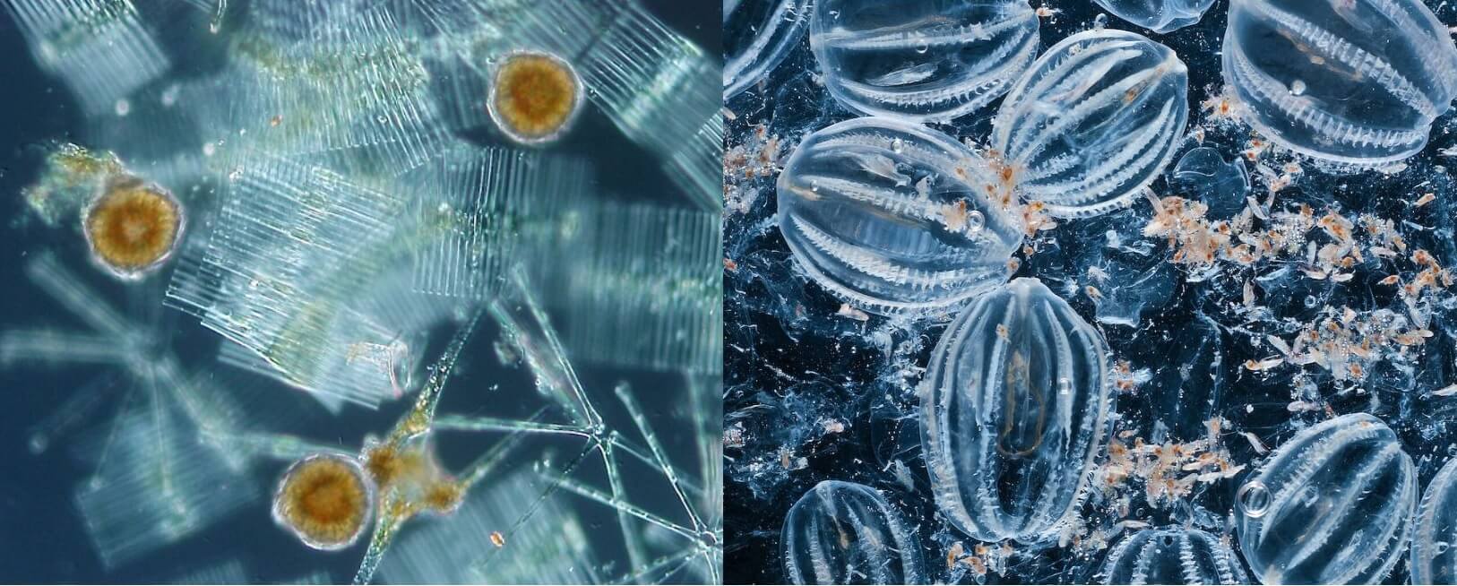 Phytoplankton vs Zooplankton: Main Differences - Ocean Info