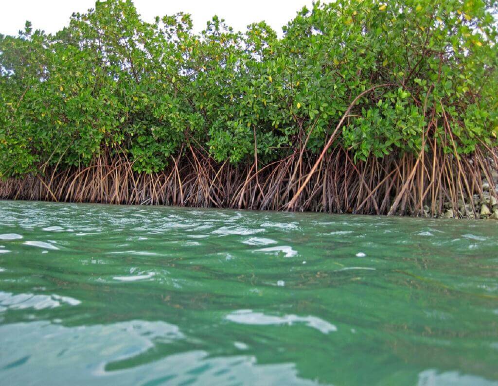 Red Mangrove (Rhizosphora mangle) - Ocean Info
