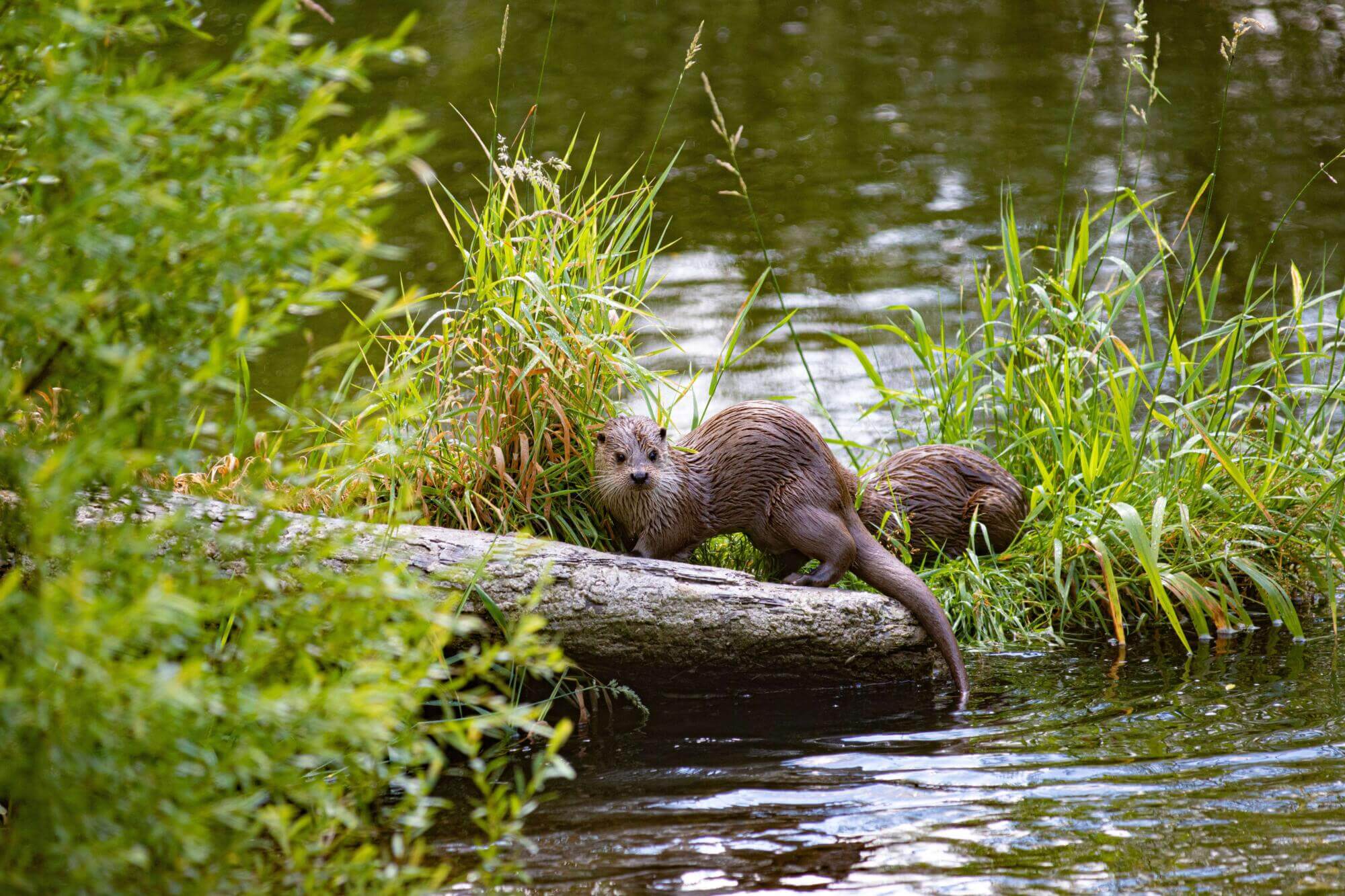 Sea Otter vs River Otter: Main Differences - Ocean Info