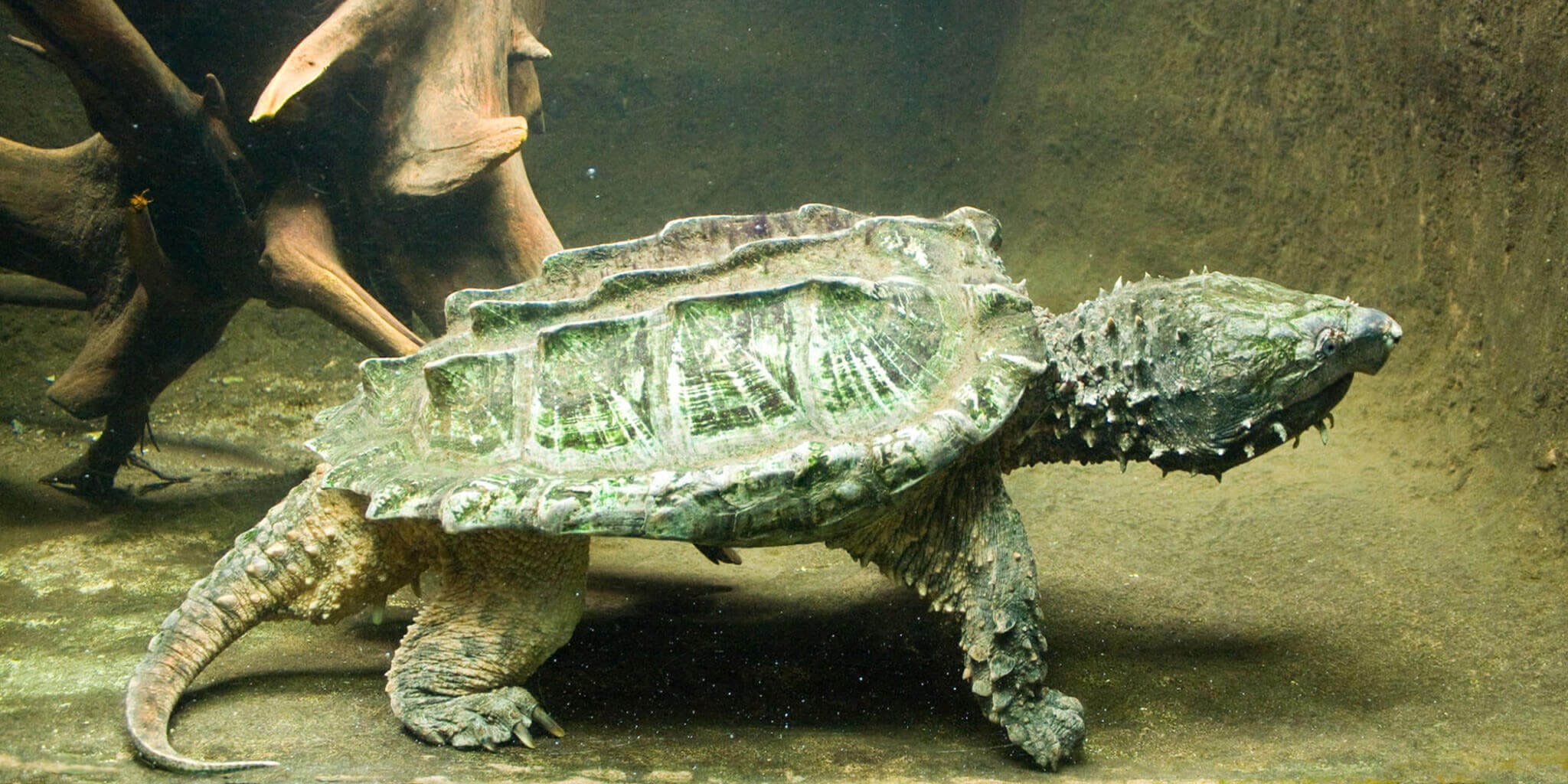 Alligator Snapping Turtle vs Common Snapping Turtle: Main Differences ...
