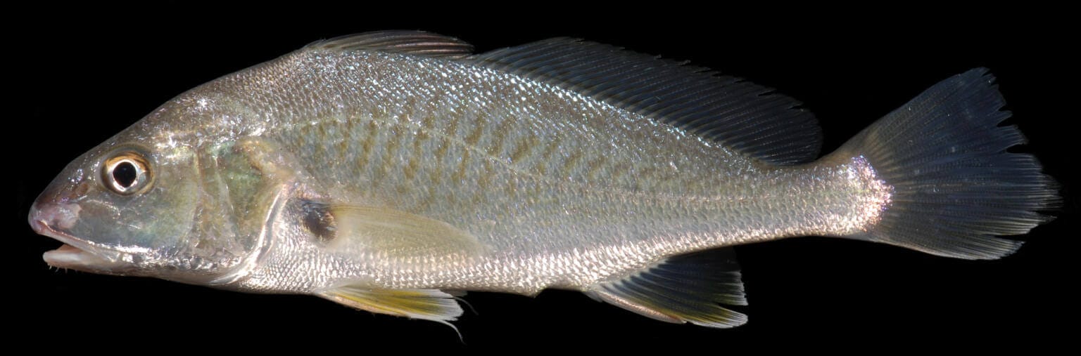 Atlantic Croaker: Facts, Habitat & Behavior - Ocean Info