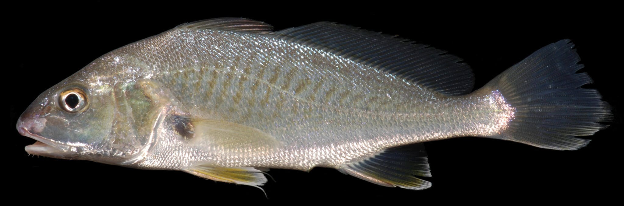 Atlantic Croaker: Facts, Habitat & Behavior - Ocean Info