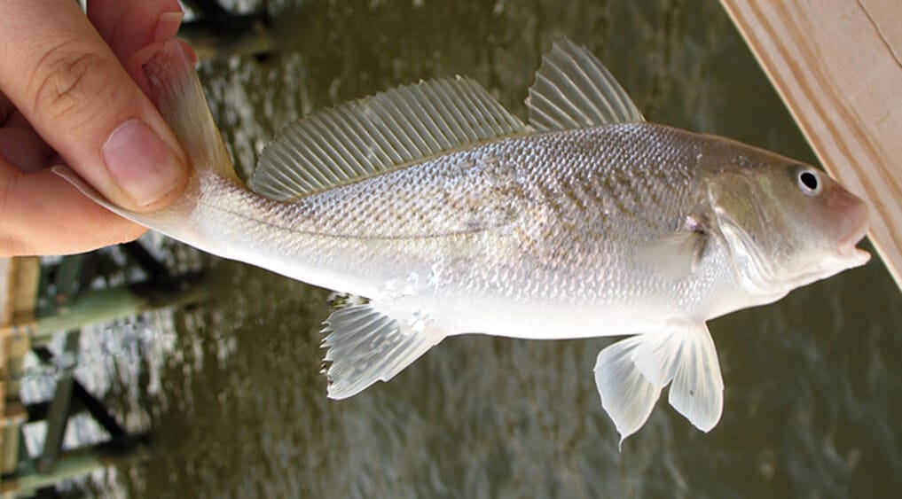 Atlantic Croaker Facts Habitat Behavior Ocean Info