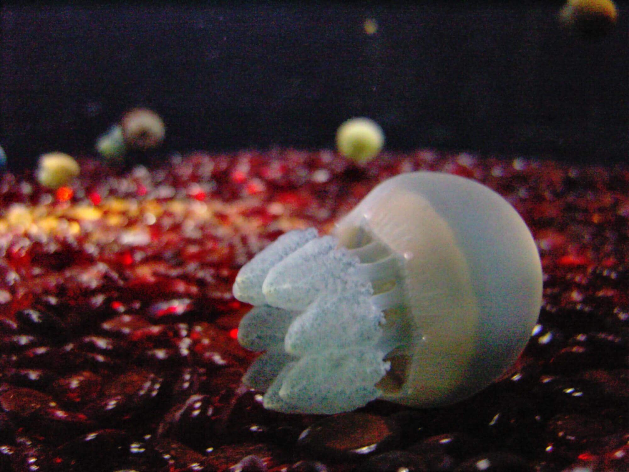 10 Biggest Jellyfish the World's Oceans Have to Offer - Ocean Info
