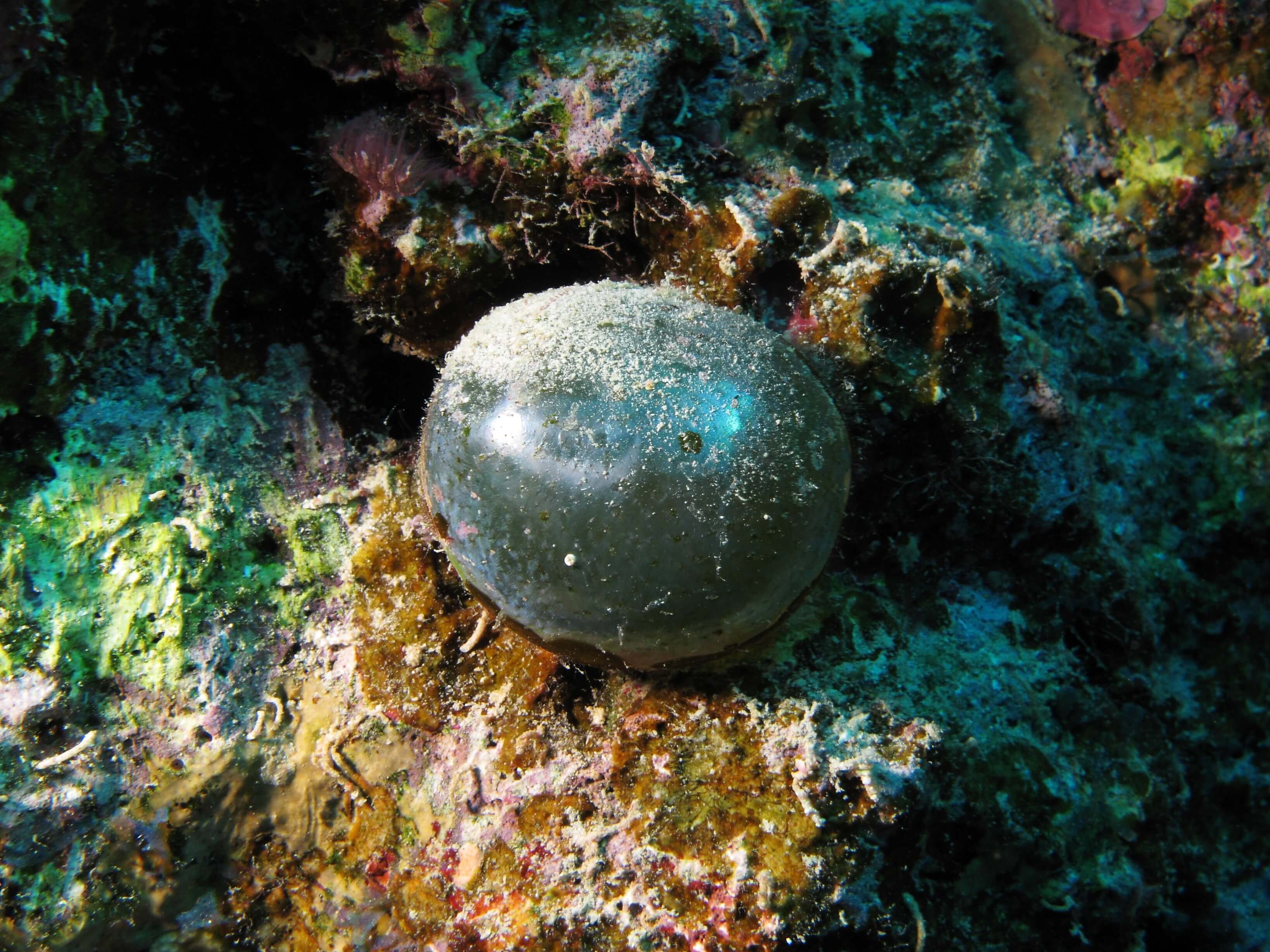 Bubble Algae Explained: Habitat, Reproduction, and Threats
