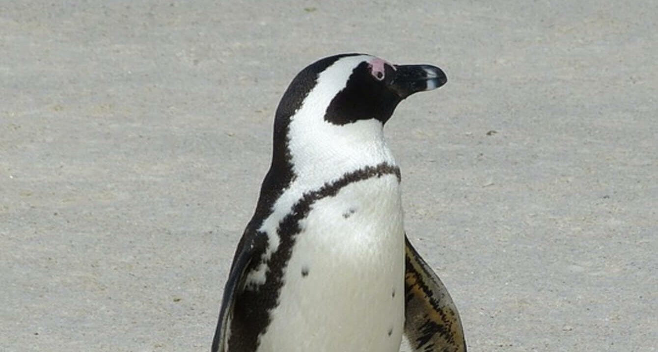 Cape Penguin: Facts, Threats, and Conservation - Ocean Info