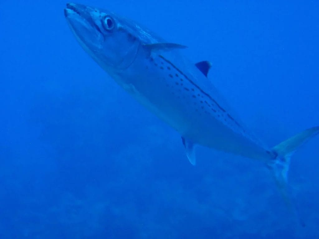 Cero Mackerel (Scomberomorus regalis) - Ocean Info
