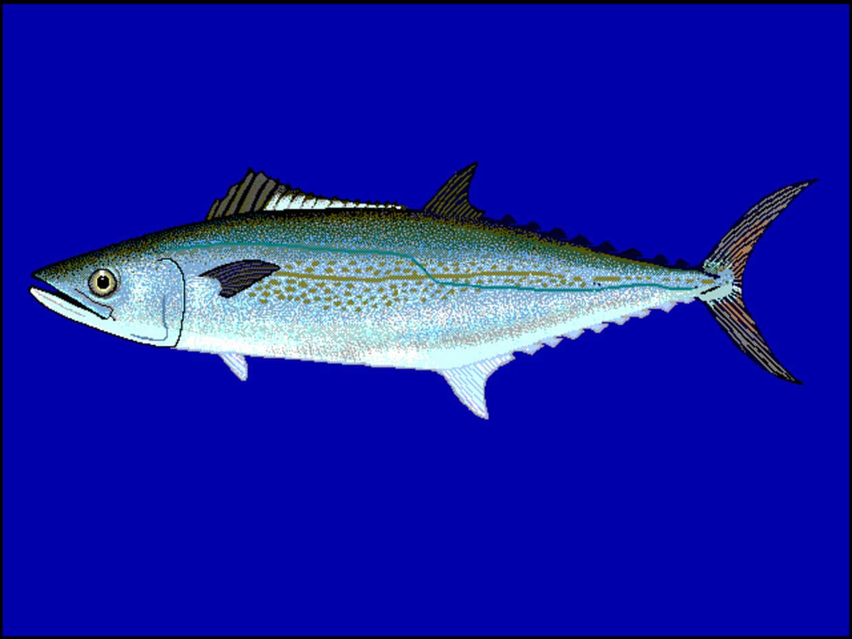Cero Mackerel (Scomberomorus regalis) - Ocean Info
