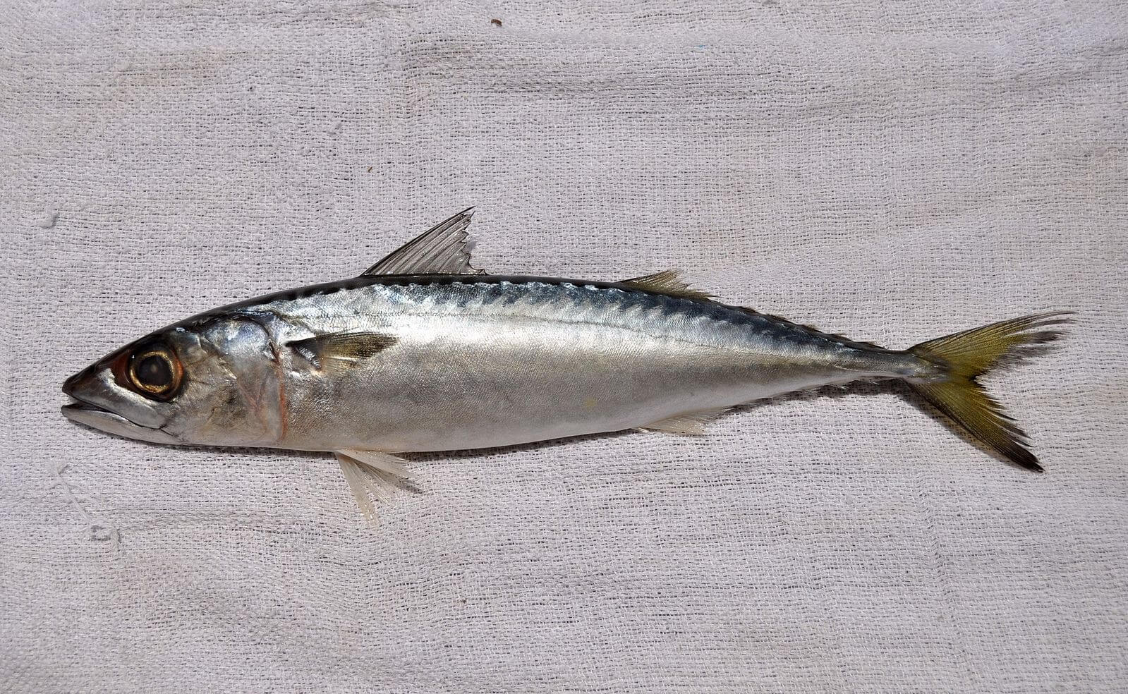 Chub Mackerel (Scomber japonicus) - Ocean Info