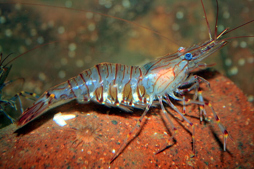 Shrimp vs Prawn: Main Differences - Ocean Info