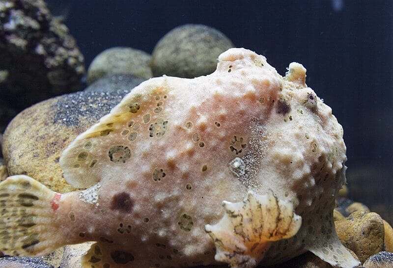 8 Marine Animals That Cannot Swim - Ocean Info