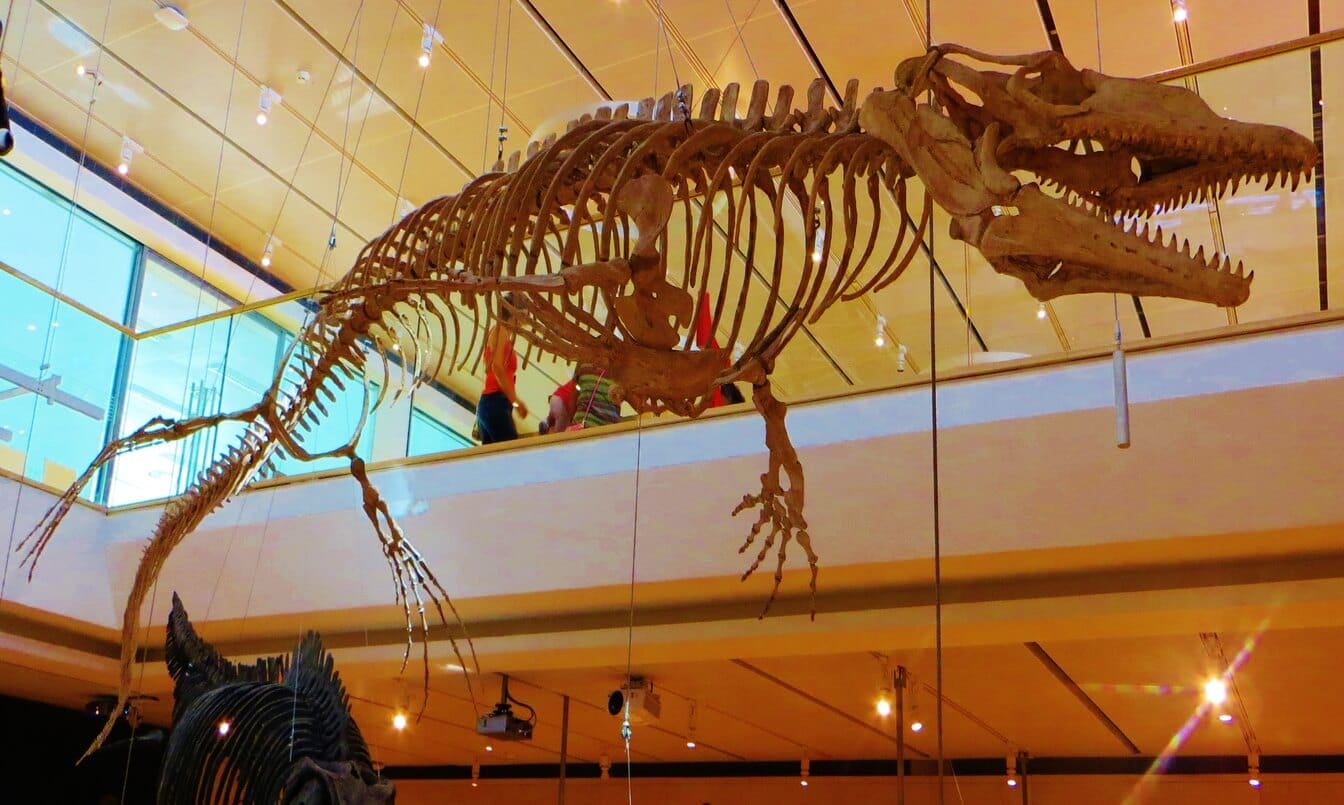 Halisaurus: An Ancient Aquatic Predator - Ocean Info