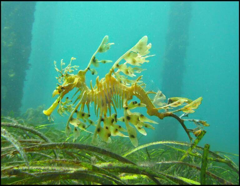 Top 10 Marine Animals with the Best Camouflage - Ocean Info