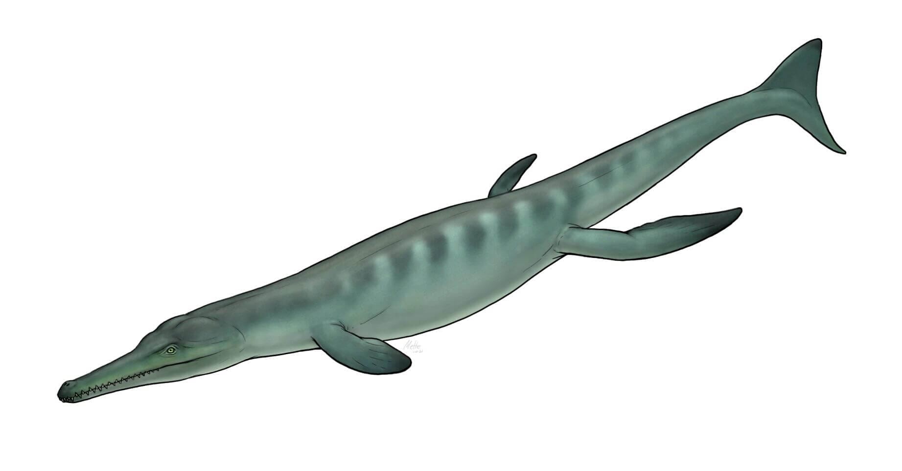 Metriorhynchus: The Modern Crocodile Ancestor - Ocean Info