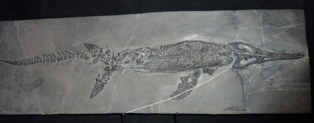 Mixosaurus: Unveiling the Mesozoic Marine Reptile - Ocean Info