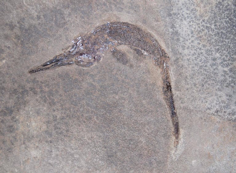 Mixosaurus: Unveiling the Mesozoic Marine Reptile - Ocean Info