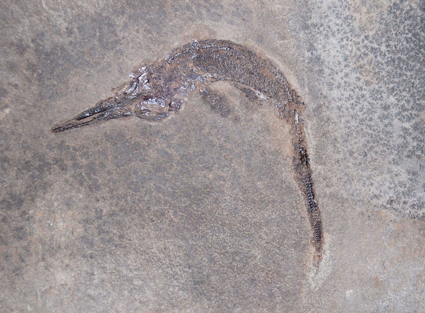 Mixosaurus: Unveiling the Mesozoic Marine Reptile - Ocean Info