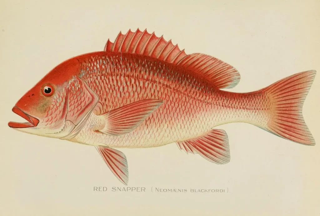 Northern Red Snapper (Lutjanus campechanus) - Ocean Info