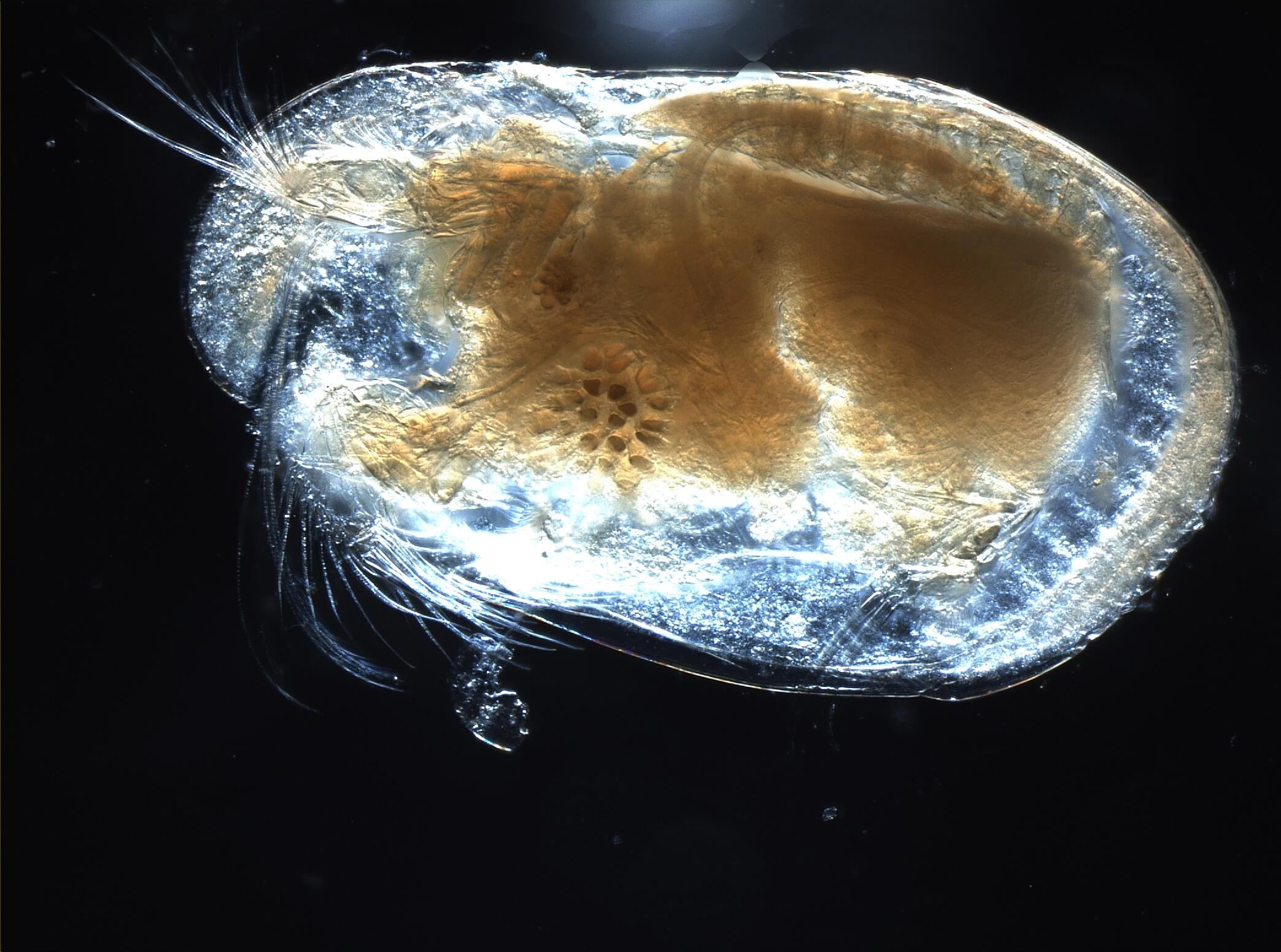 Ostracod: Small Creatures with Big Impact - Ocean Info