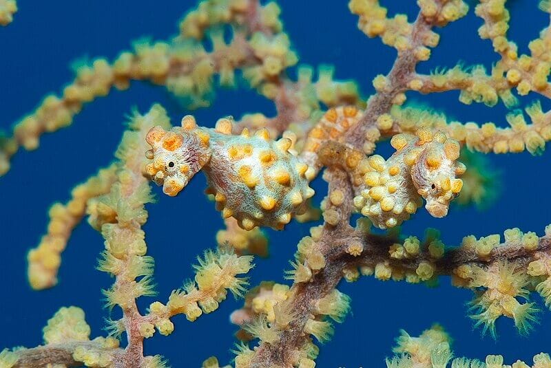 Top 10 Marine Animals with Incredible Camouflage (Ranked) - Ocean Info