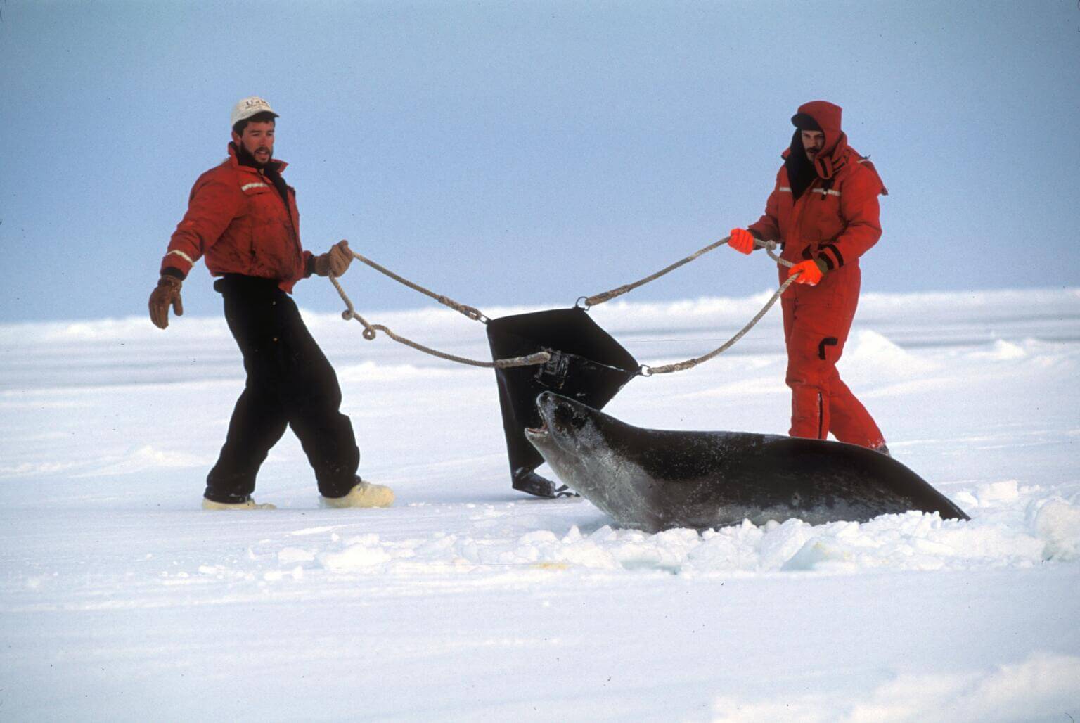 Ross Seal: The Least Known Seal of All - Ocean Info