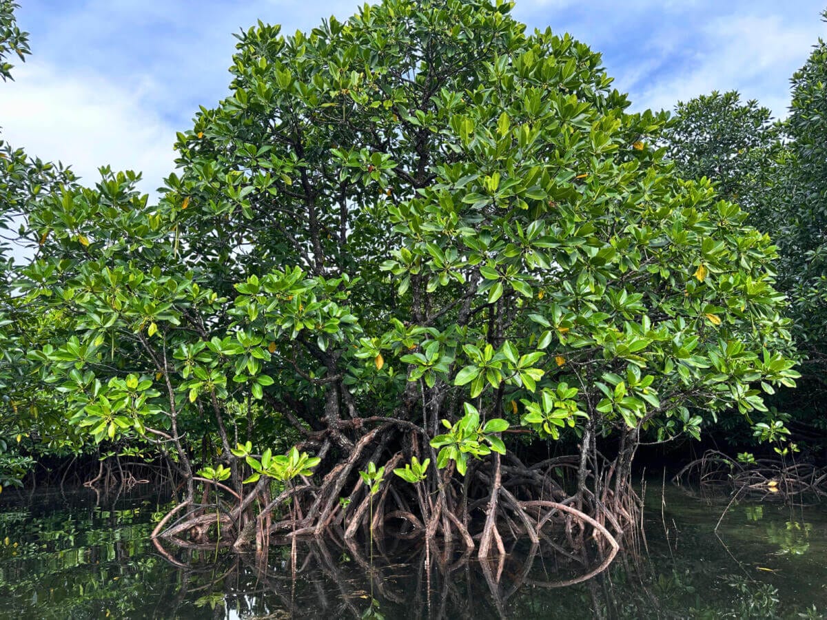Red Mangrove (Rhizosphora mangle) - Ocean Info