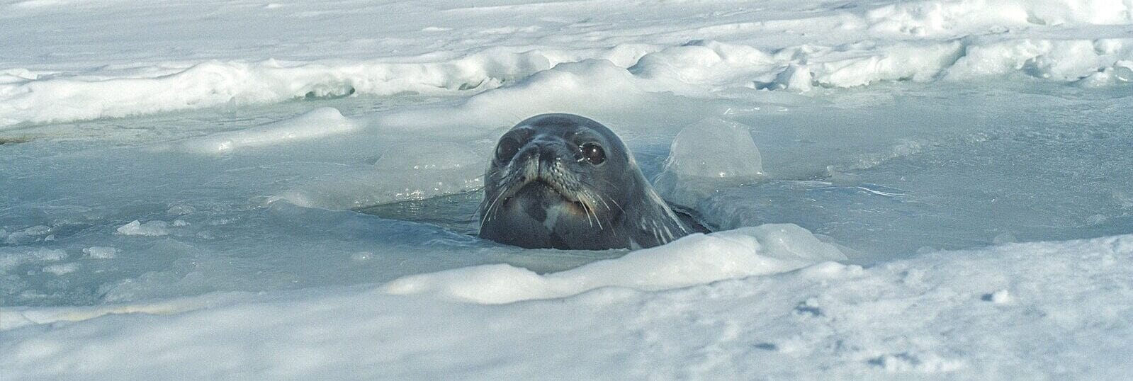 Ross Seal: The Least Known Seal of All - Ocean Info
