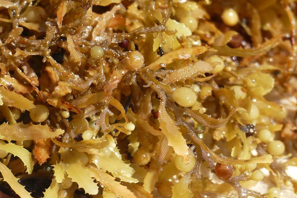 Sargassum: The Ocean's Floating Forest - Ocean Info