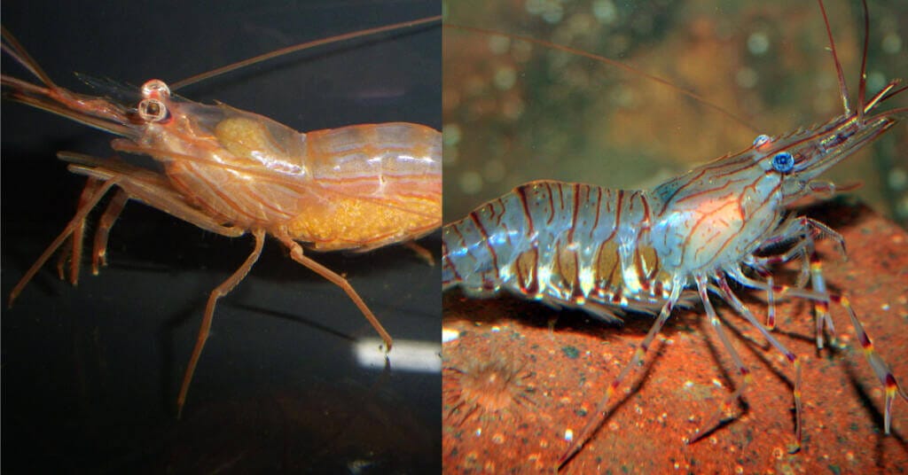 Shrimp vs Prawn: Main Differences - Ocean Info