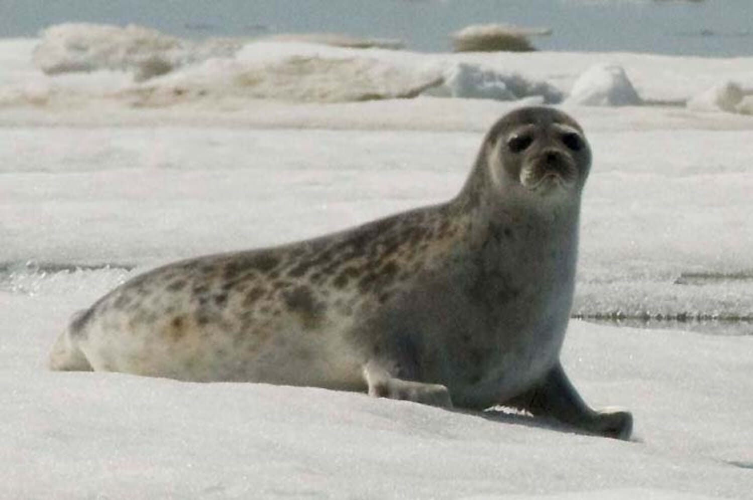 Earless Seals: All You Need to Know - Ocean Info