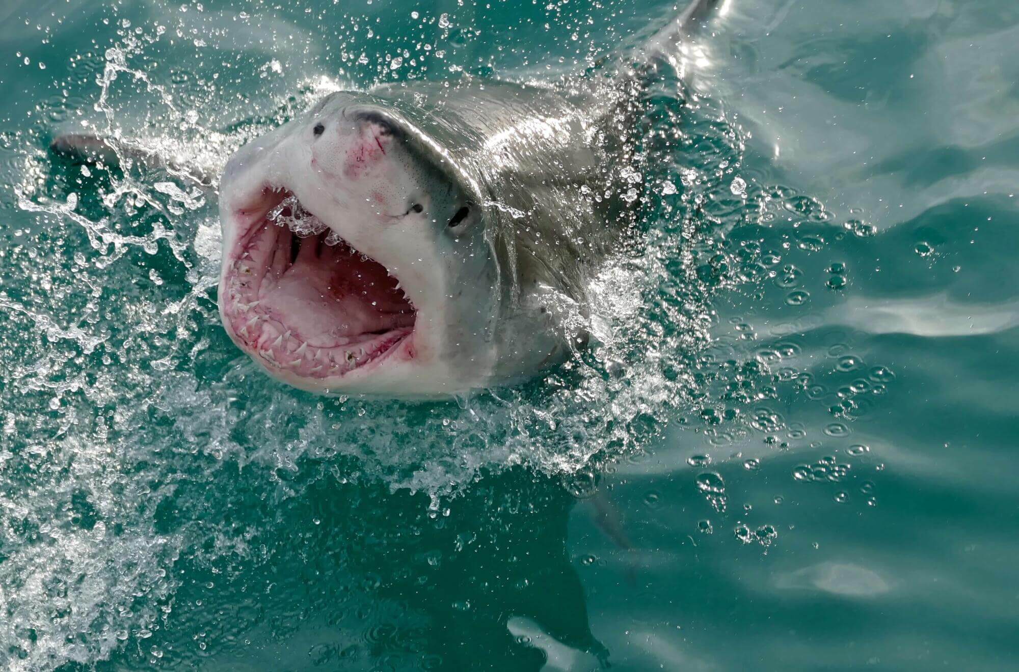 Zooming Through Waters: The 8 Fastest Sharks on Earth - Ocean Info