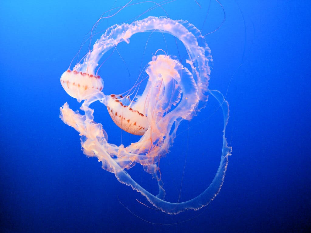 6 Dangerous Jellyfish That You Want To Avoid - Ocean Info