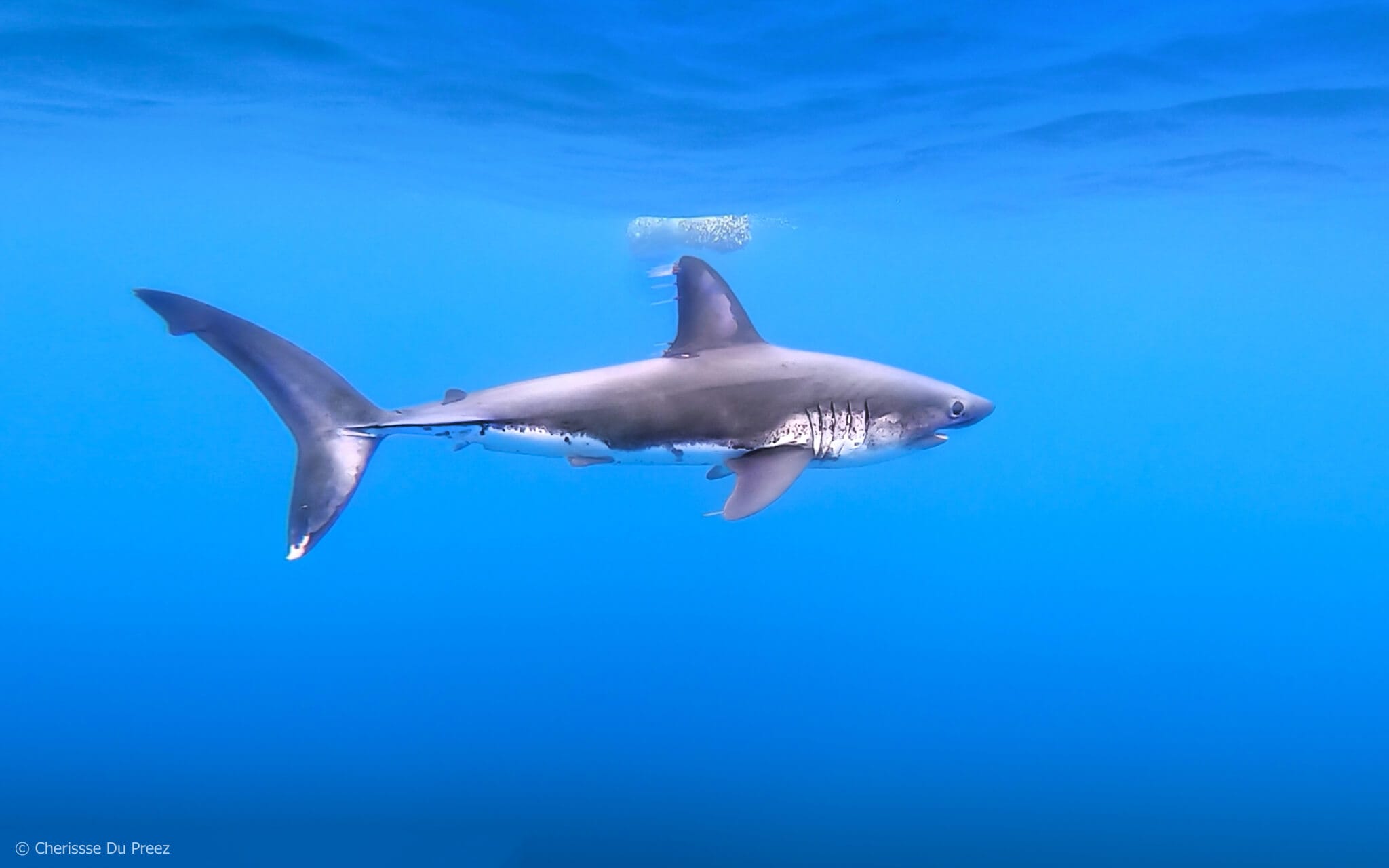 Zooming Through Waters: The 8 Fastest Sharks on Earth - Ocean Info