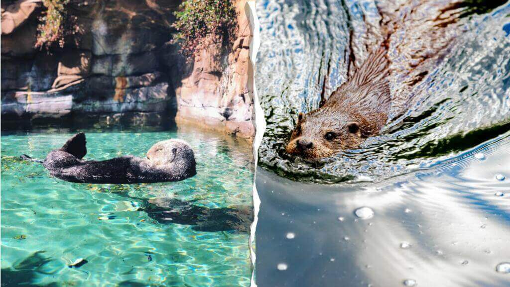 Sea Otter vs River Otter: Main Differences - Ocean Info