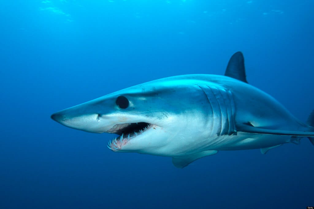 Zooming Through Waters: The 8 Fastest Sharks on Earth - Ocean Info