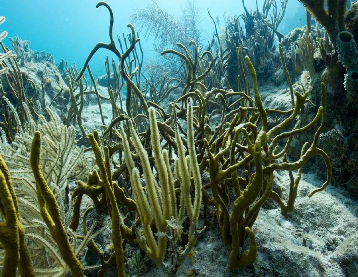 Sea Anemone vs Coral: Main Differences - Ocean Info