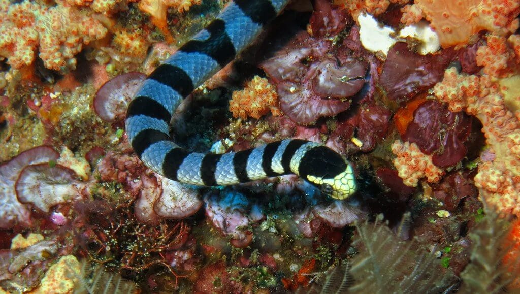 Banded Sea Krait: Serpent of the Seas and Shores - Ocean Info