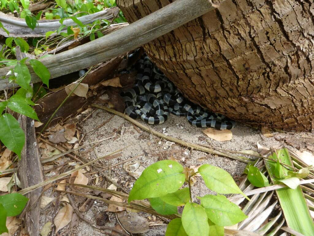 Banded Sea Krait (Laticauda colubrina) - Ocean Info
