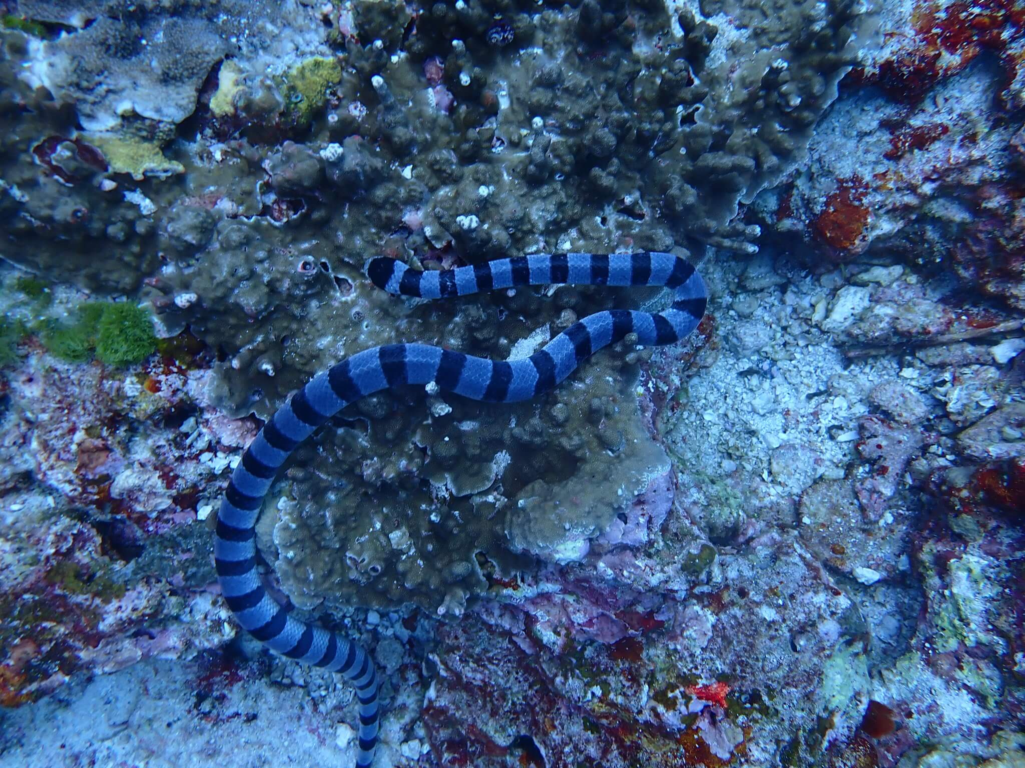 Banded Sea Krait: Serpent of the Seas and Shores - Ocean Info