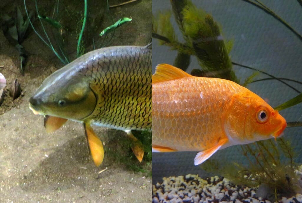 Buffalo Fish vs Carp: Main Differences - Ocean Info