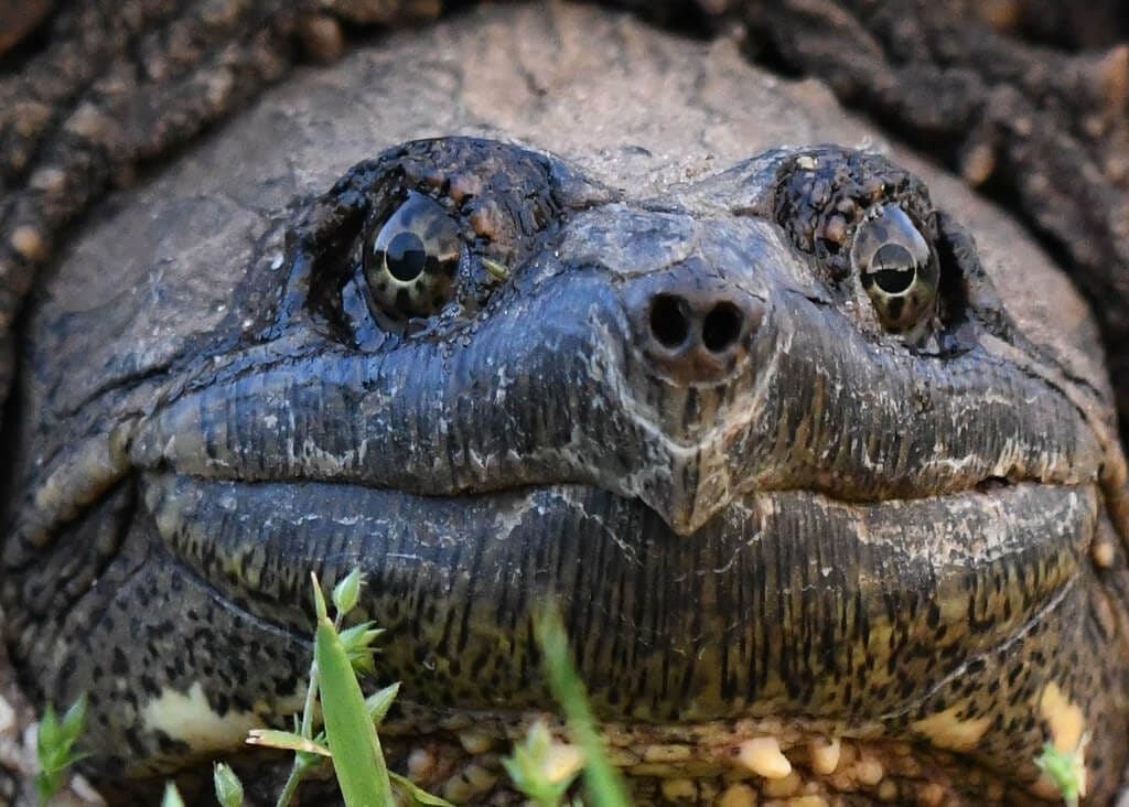 Alligator Snapping Turtle vs Common Snapping Turtle: Main Differences ...
