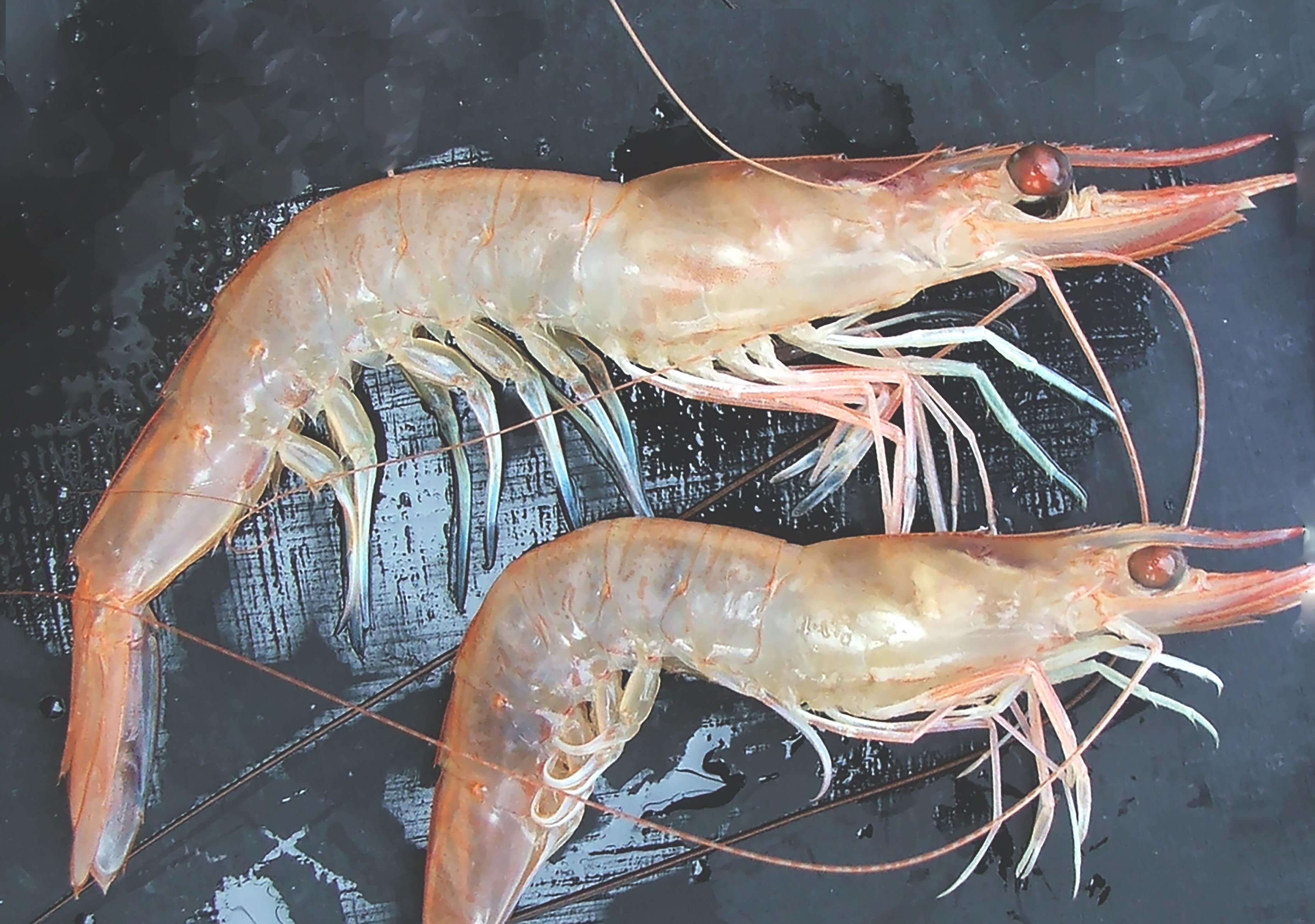 10 Biggest Shrimp and Prawn in the World - Ocean Info