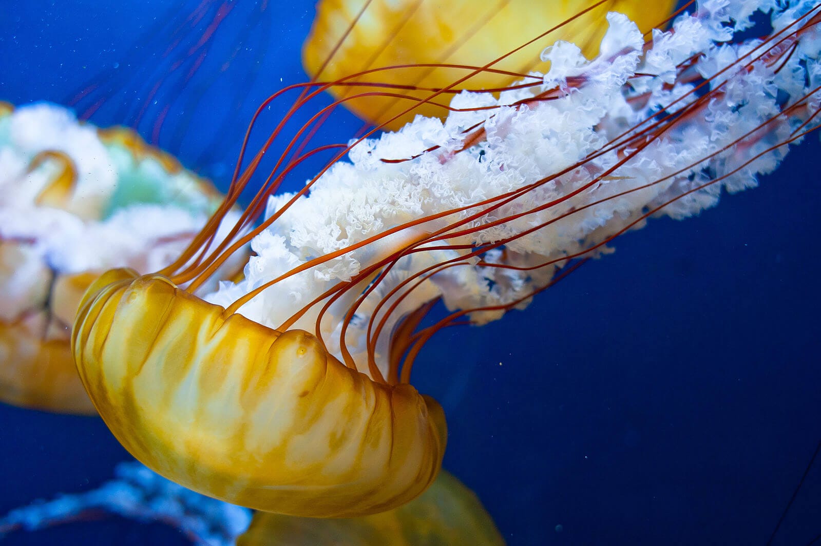 Japanese Sea Nettle: Habitat, Diet, and Other Facts - Ocean Info