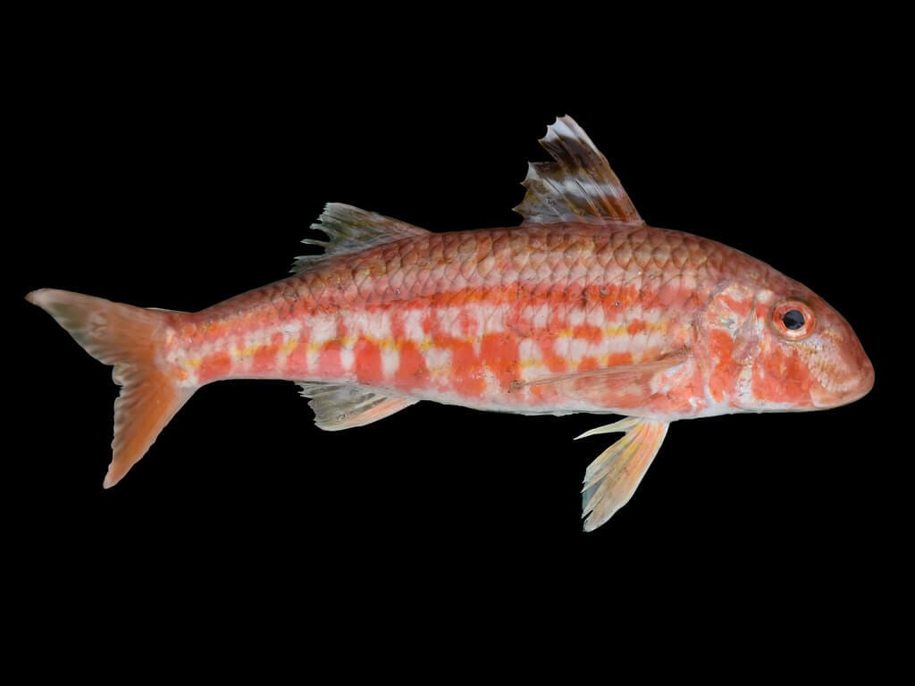 Salmonete (Mullus surmuletus) - Ocean Info