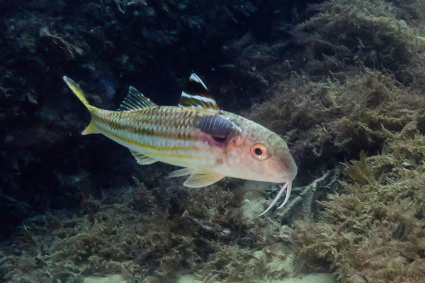 Salmonete (Mullus surmuletus) - Ocean Info