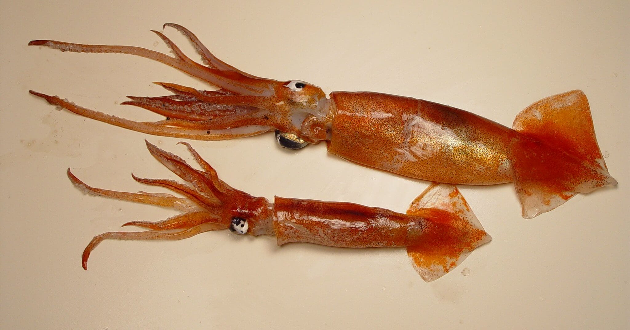 Argentine Shortfin Squid: Behaviour, Appearance, Threats and More ...