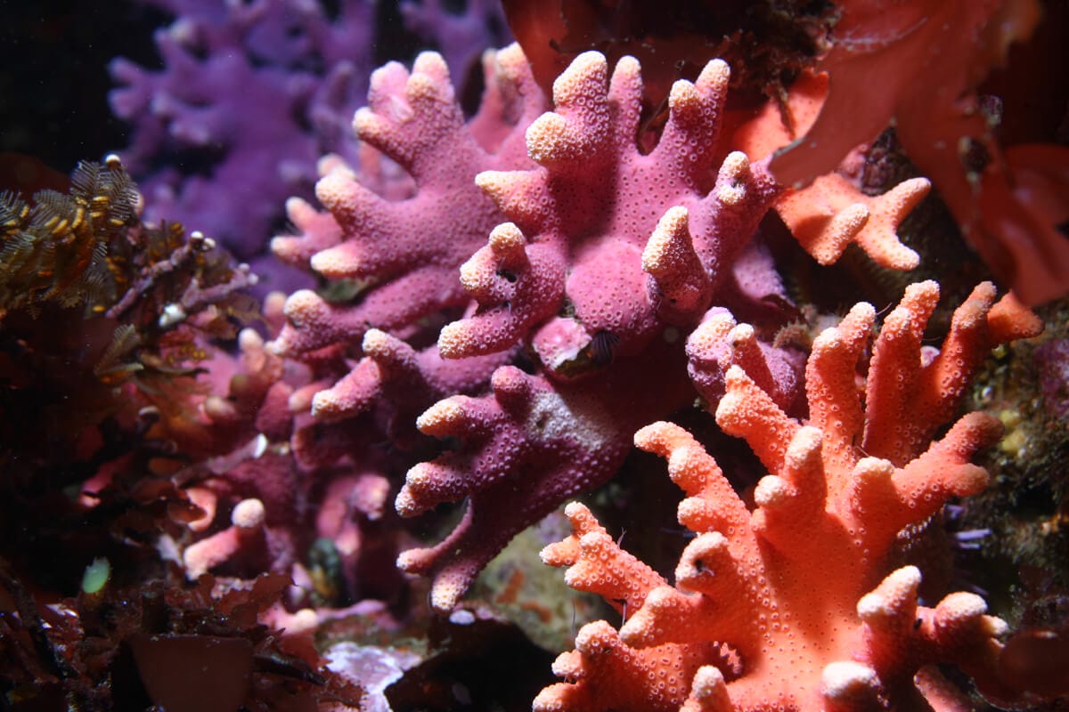 Purple Hydrocoral: California's Native Jewel - Ocean Info