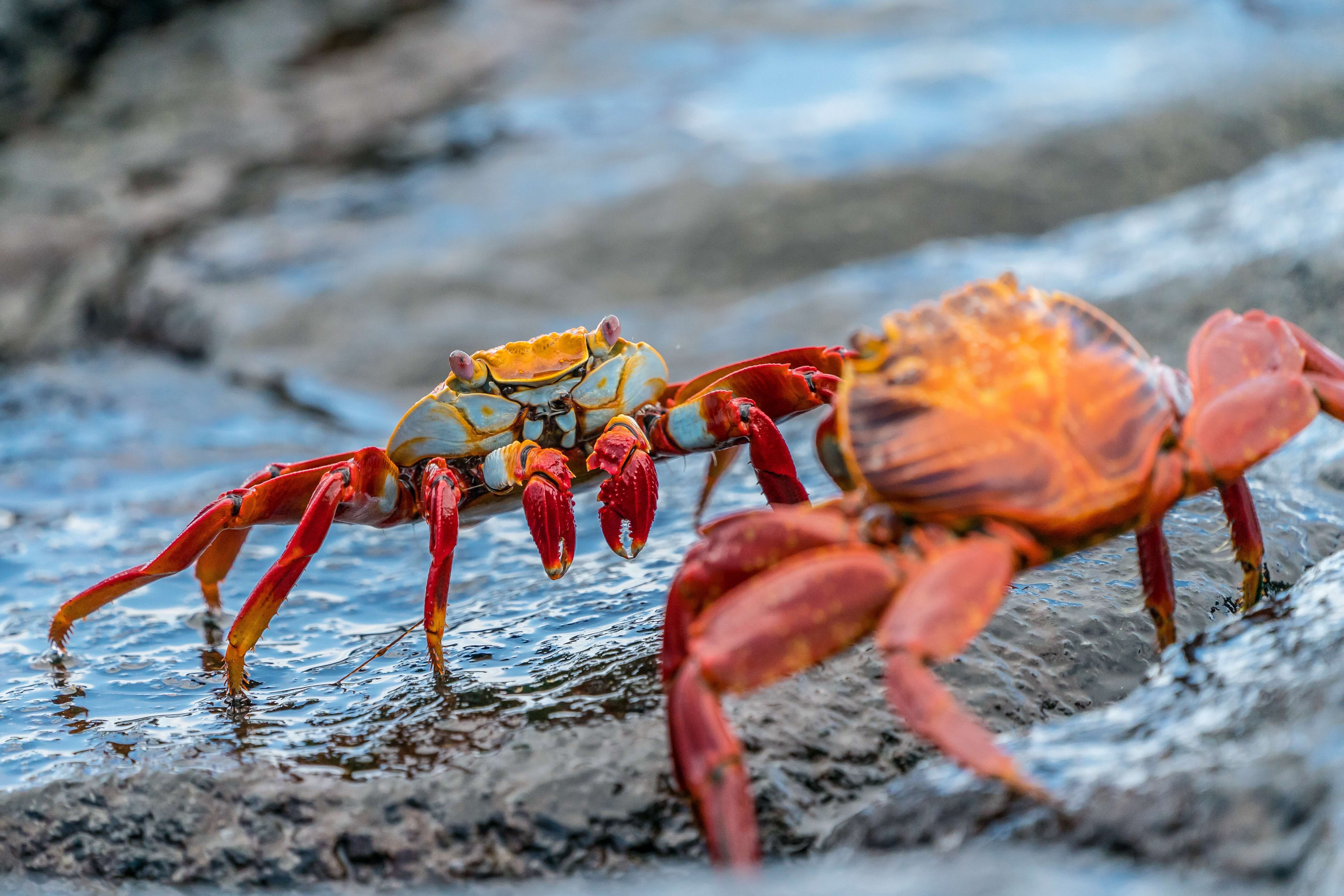 7 Incredible Crab Species Across the Globe - Ocean Info