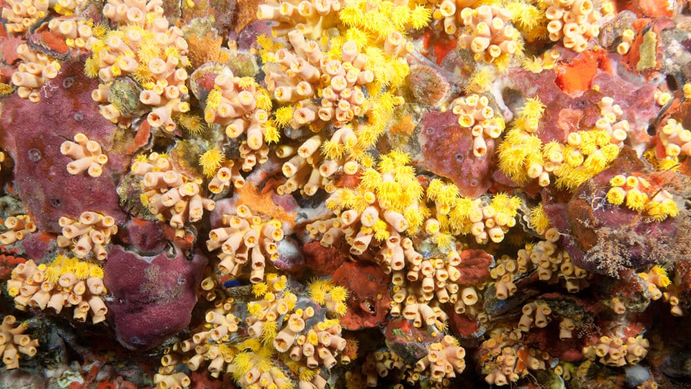 Sun Coral: Appearance, Habitat, Diet, and More - Ocean Info