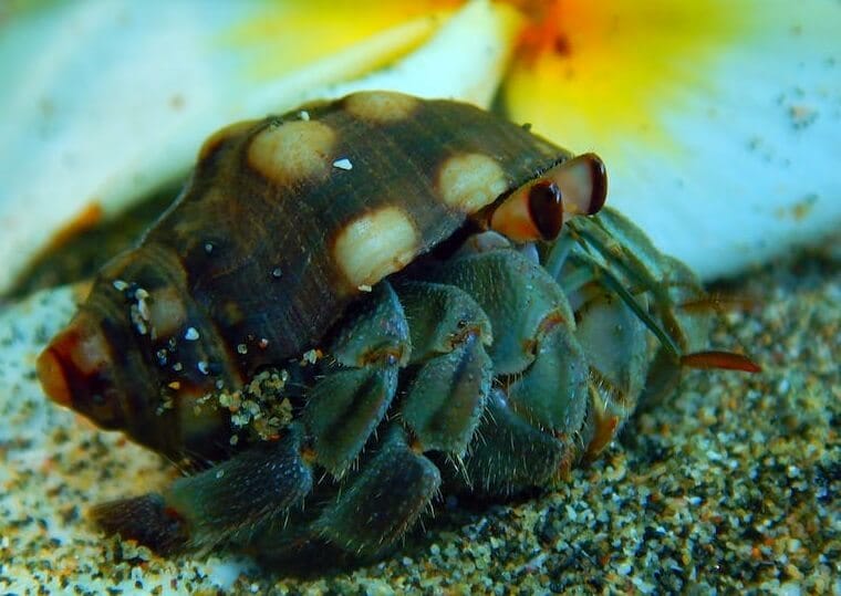 The Crab Kingdom: 7 Incredible Crab Species Across the Globe - Ocean Info